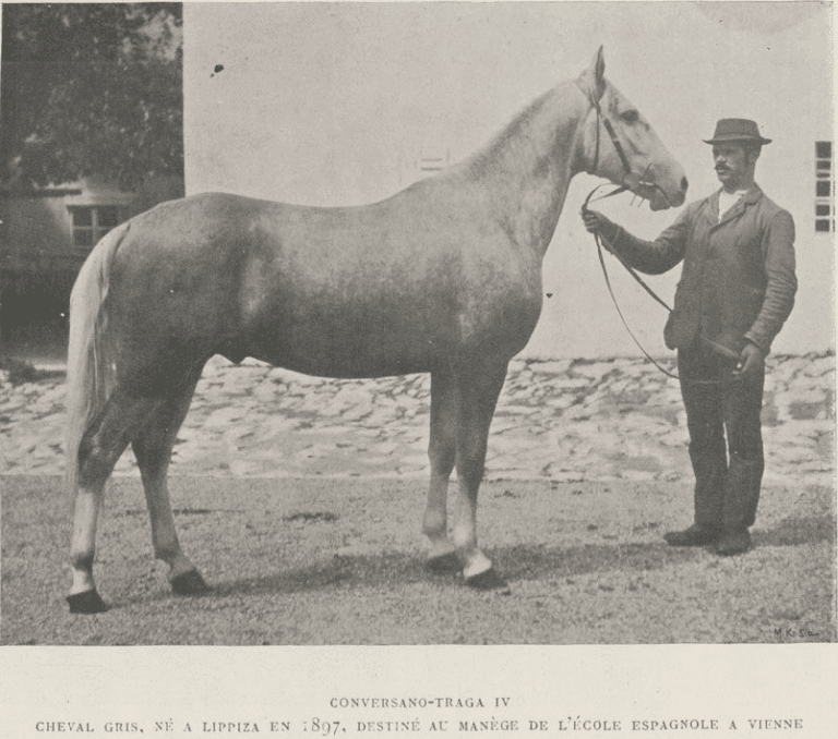 Cai Lipitan, frumoasa poveste a acestui cal dansator.