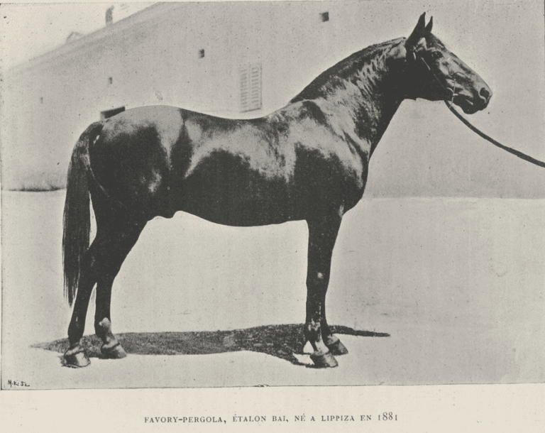 Cai Lipitan, frumoasa poveste a acestui cal dansator.