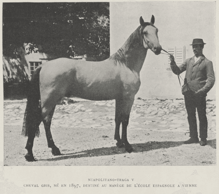 Cai Lipitan, frumoasa poveste a acestui cal dansator.