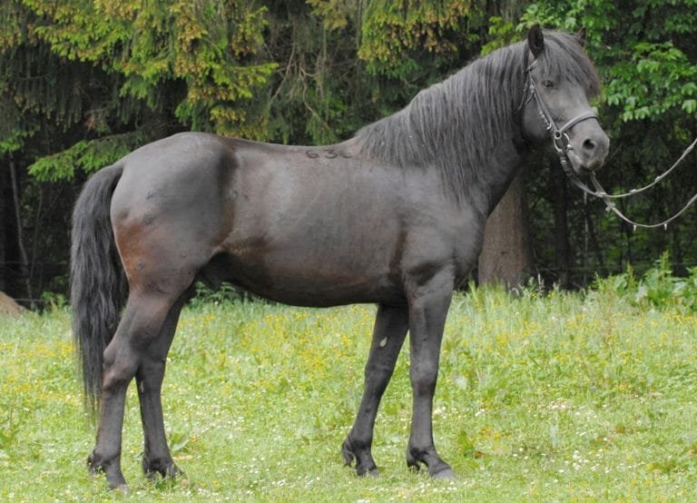 Rasa de cai hutul, descopera frumosul cal romanesc.