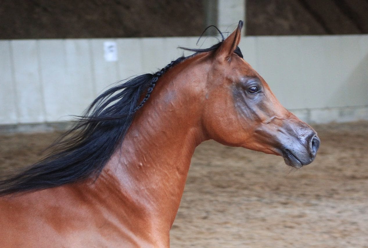 Pursange Arab - rasa calului legendar, nobilul hergheliilor din lume