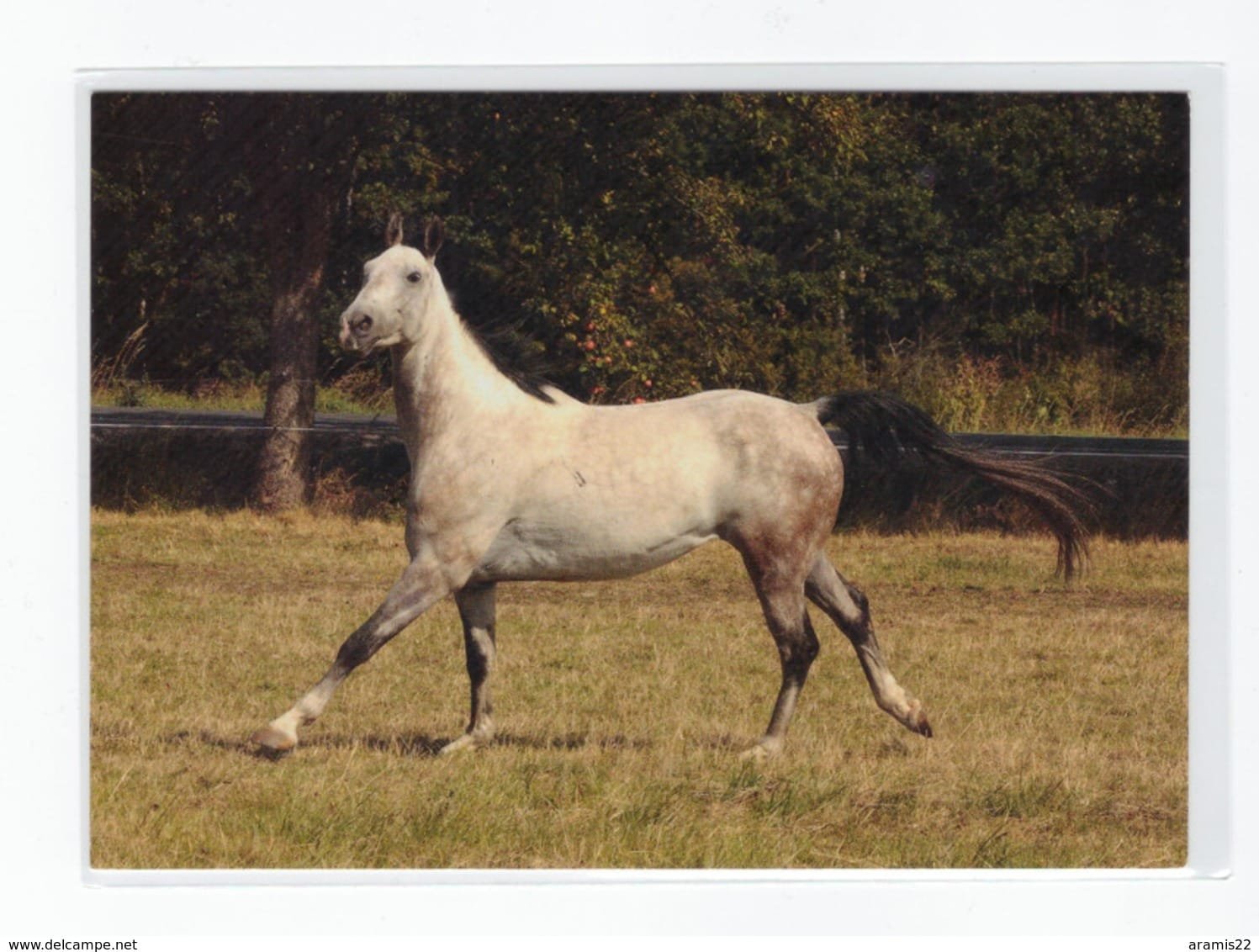 Shagya Arab - povestea unui cal frumos si impozant