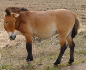 Calul salbatic - Przewalski. Originile calului domestic.