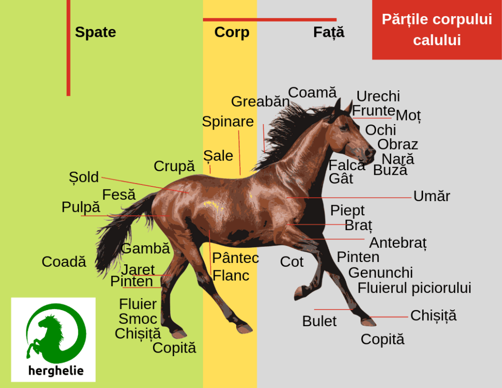 Corpul calului - trup si suflet