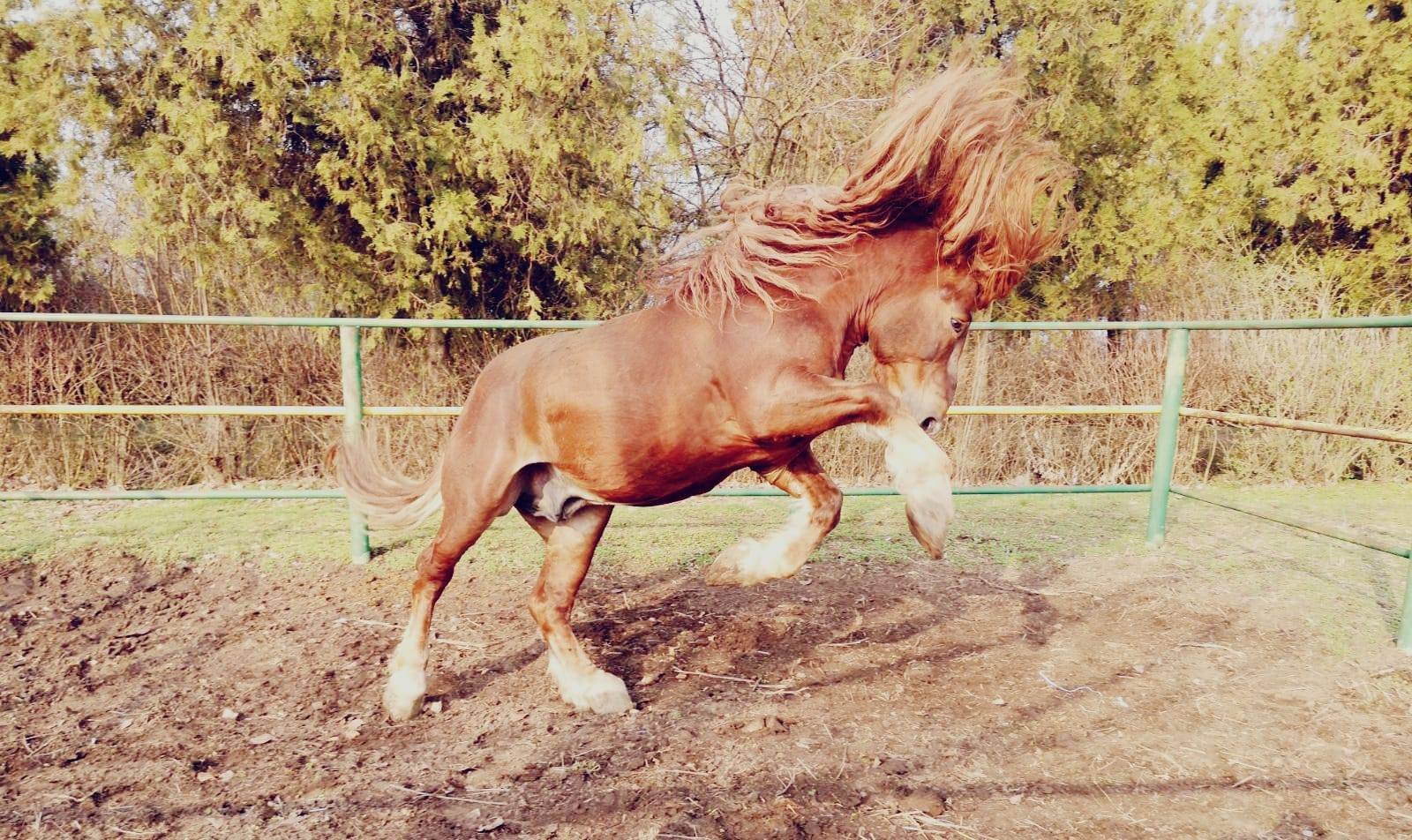 Ardenez - cai de rasă - un cal puternic, docil, energic și util