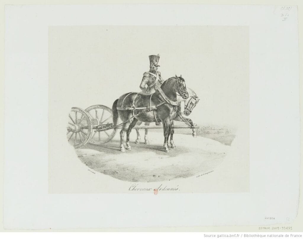 Ardenez - cai de rasă - un cal puternic, docil, energic și util