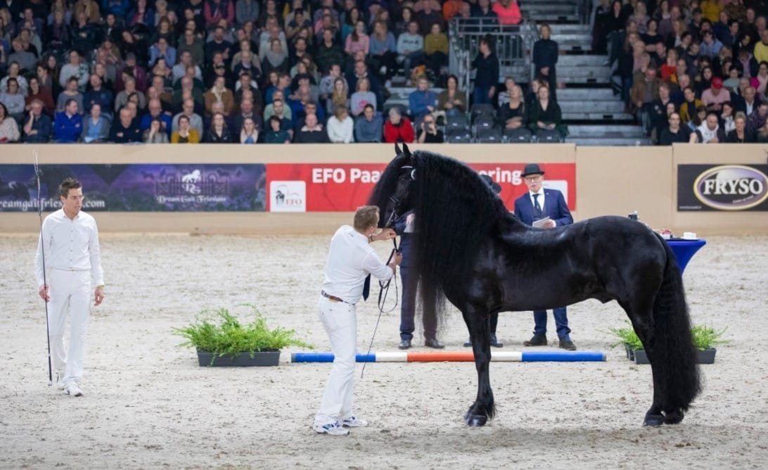 Calul Frizian - Eleganța impresionantă a unei rase de cai