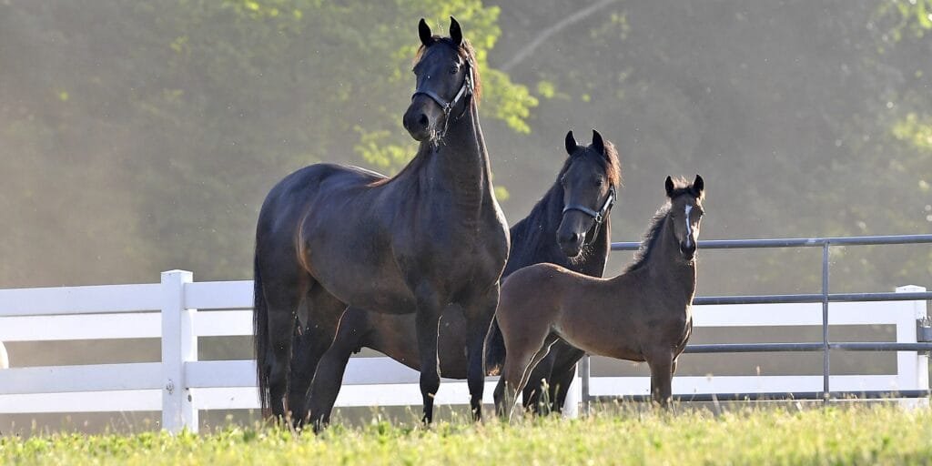 Rasa Morgan - O rasă de cai remarcabilă din America